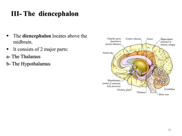 CNS Physiology.pptx