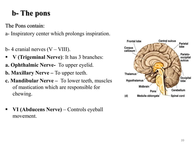 CNS Physiology.pptx