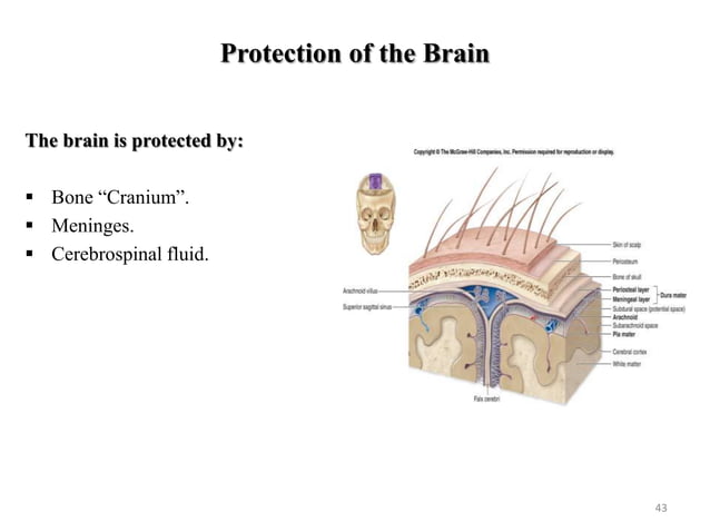 CNS Physiology.pptx