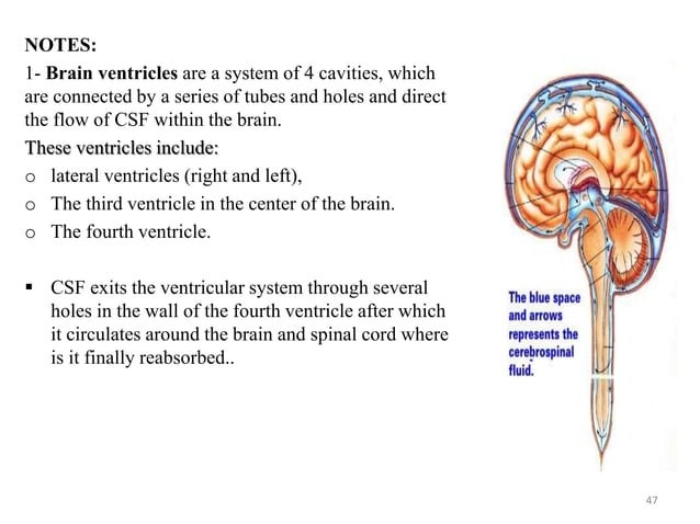 CNS Physiology.pptx