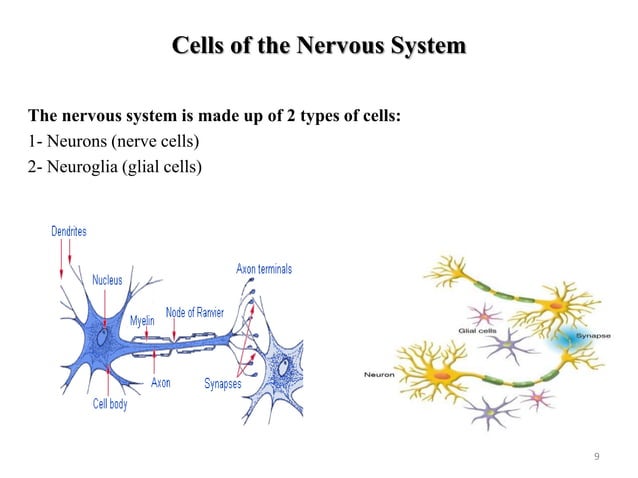 CNS Physiology.pptx