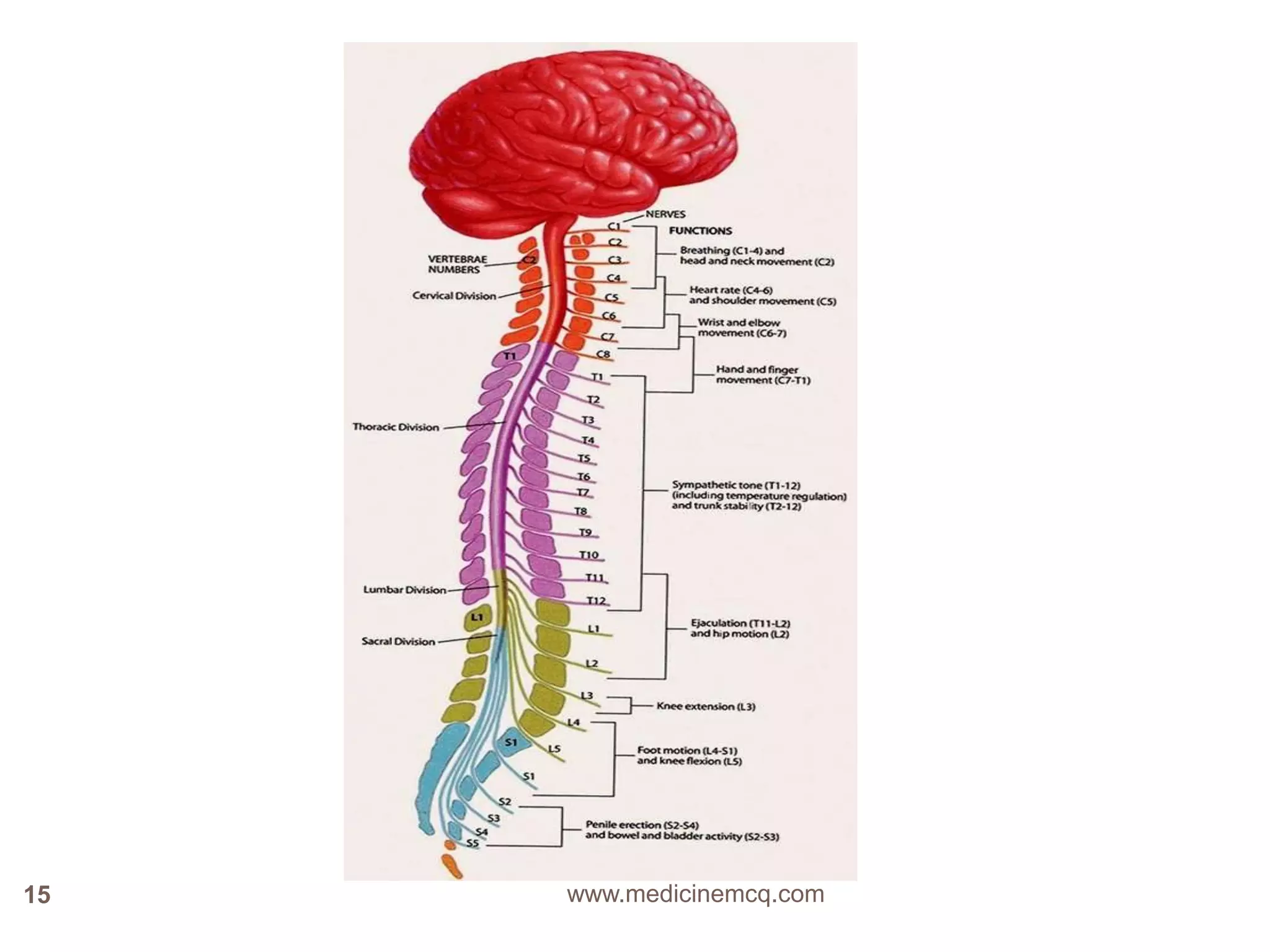 Spinal cord diseases | PPTX