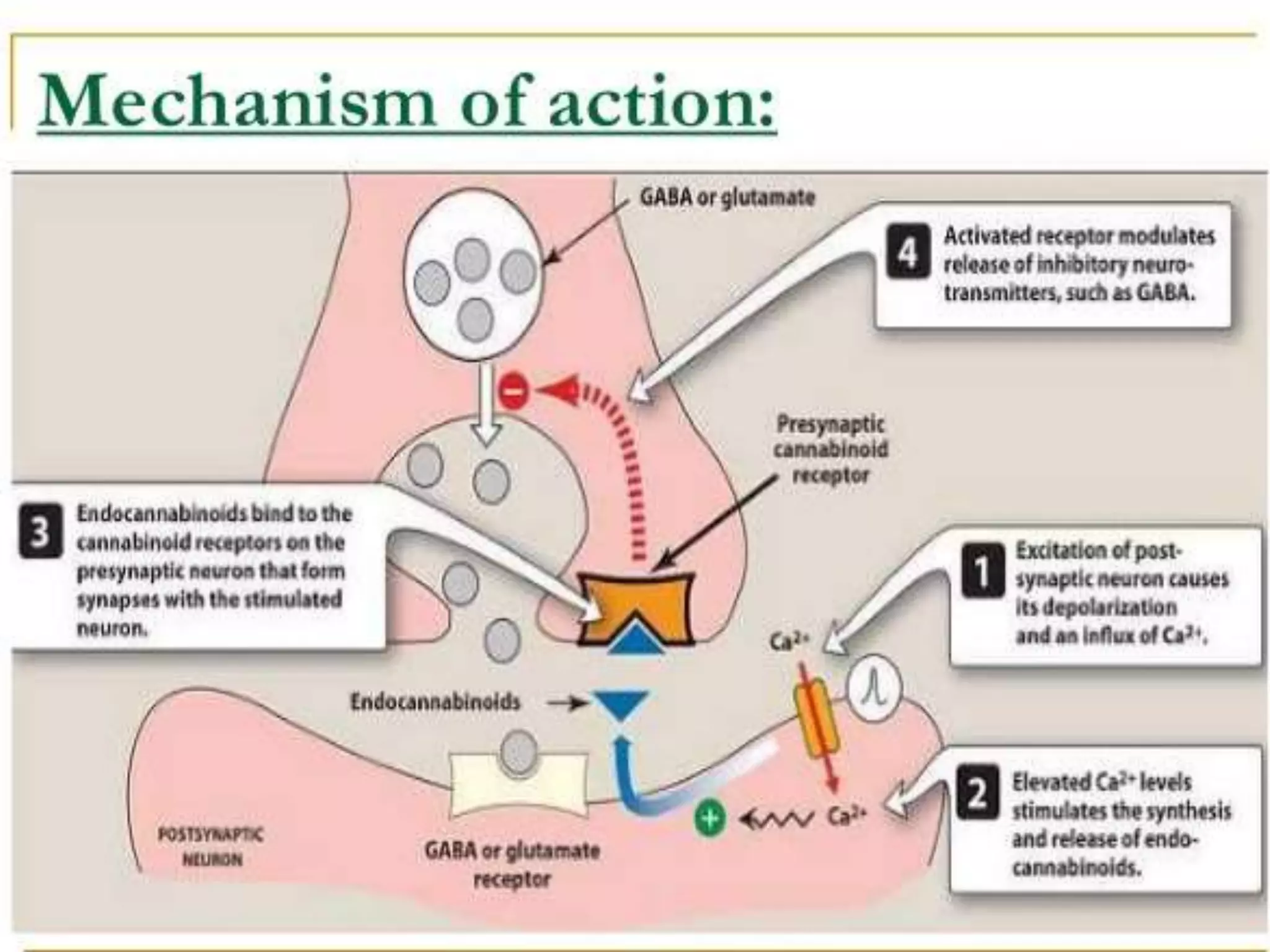 Cns stimulants | PPT