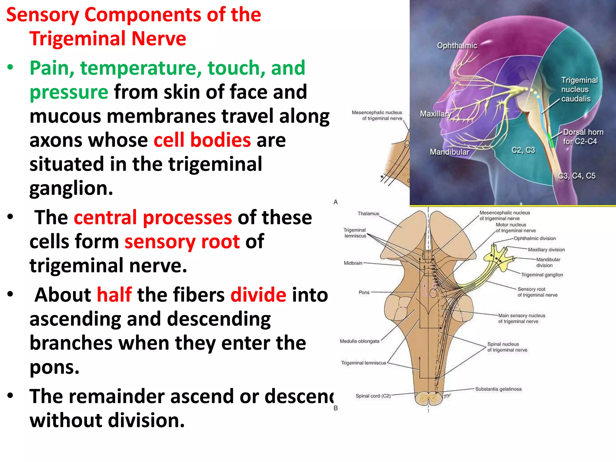 Cranial Nerve V Trigemial | PPTX