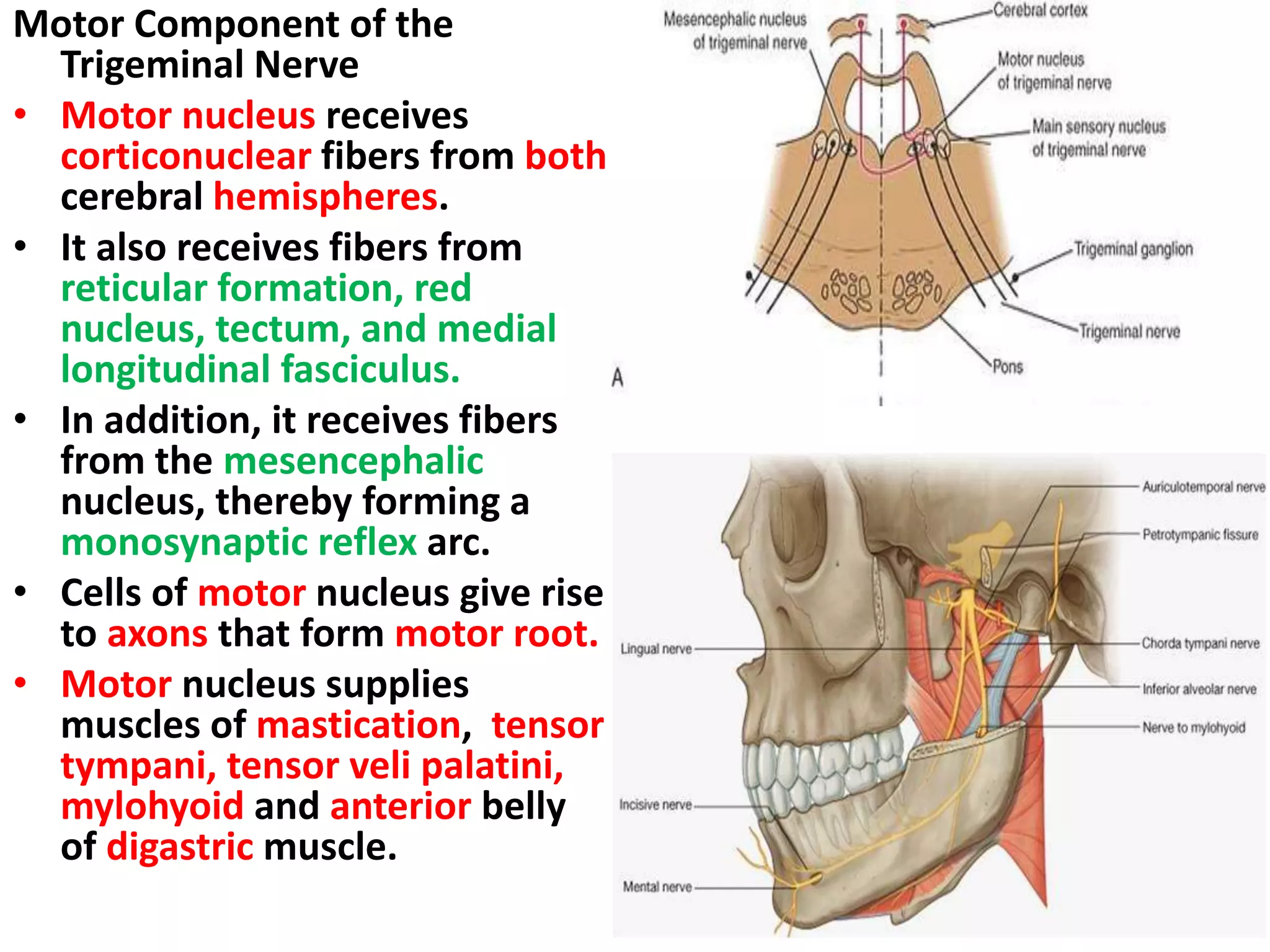 Cranial Nerve V Trigemial | PPTX