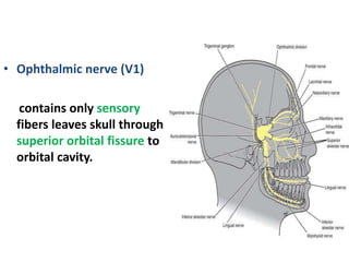 Cranial Nerve V Trigemial | PPTX