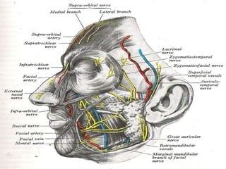 Cranial Nerve V Trigemial | PPTX