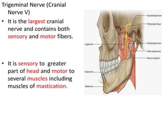 Cranial Nerve V Trigemial | PPTX