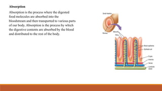 CN UNIT MACRONUTRIENTS AND DIGESTION 1.pptx