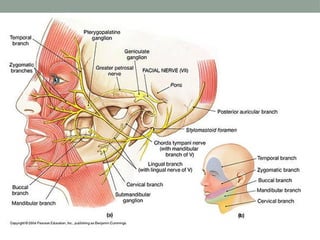Cranial Nerve VII - Facial Nerve (Nervus facialis) | PPTX