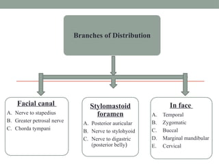 Cranial Nerve VII - Facial Nerve (Nervus facialis) | PPTX