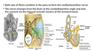 Vestibulochoclear nerve (CN VIII)- anatomy.ppt