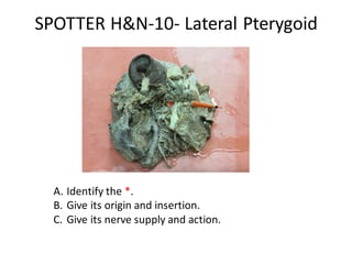 spotters_h_and_n.pdf important spotters. | PPT