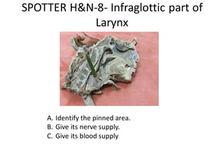 spotters_h_and_n.pdf important spotters. | PPT