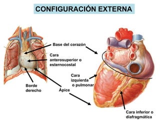 ANATOMIA BASICA DEL CORAZON Y SISTEMA CARDIOVASCULAR | PDF