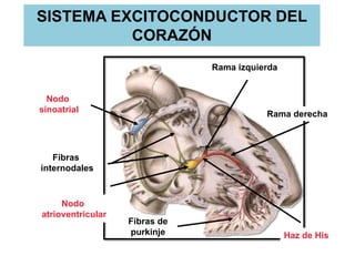 ANATOMIA BASICA DEL CORAZON Y SISTEMA CARDIOVASCULAR | PDF