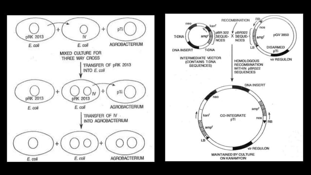 Co Integrated Vector Ppt