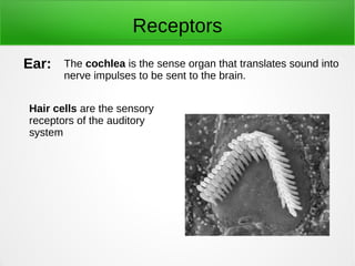 Human Receptors | ODP