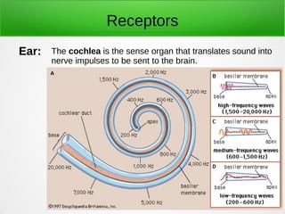Human Receptors | ODP