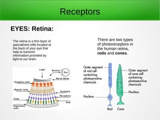 Human Receptors | ODP