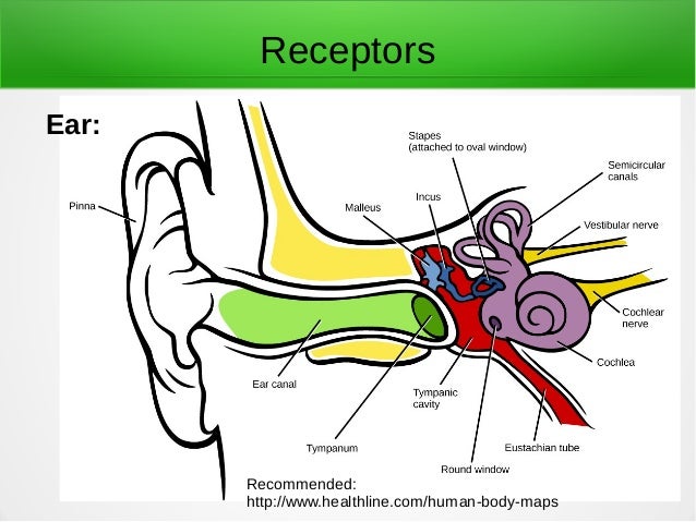 Human Receptors