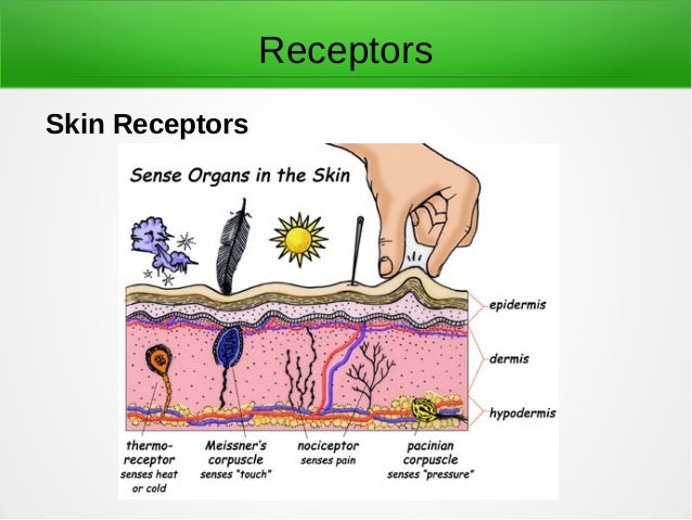 Human Receptors