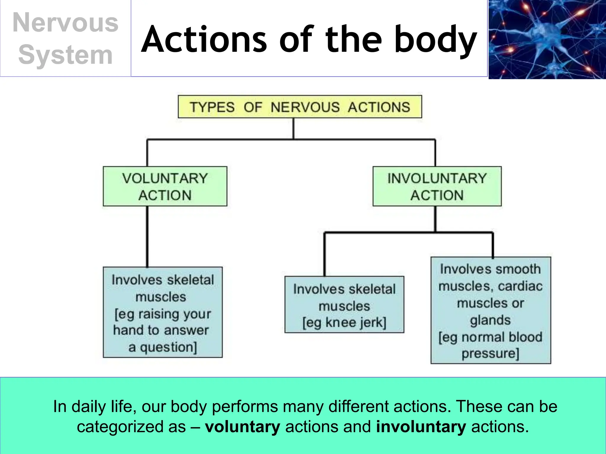 IGCSE BIO Co-ordination-and-response.pptx