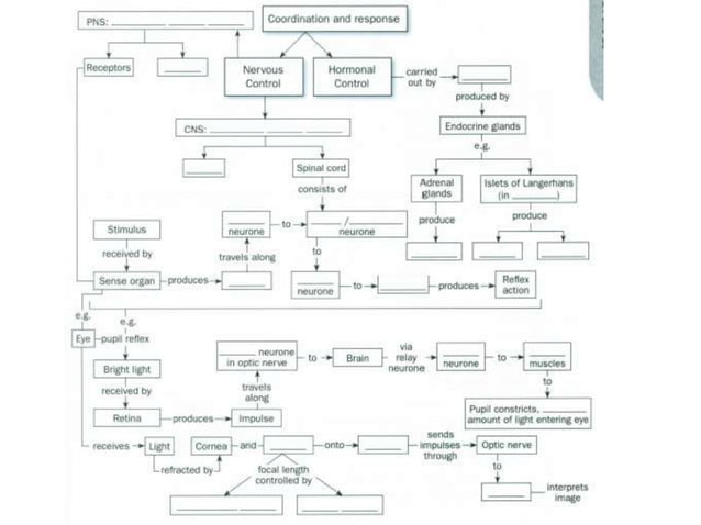 IGCSE BIO Co-ordination-and-response.pptx