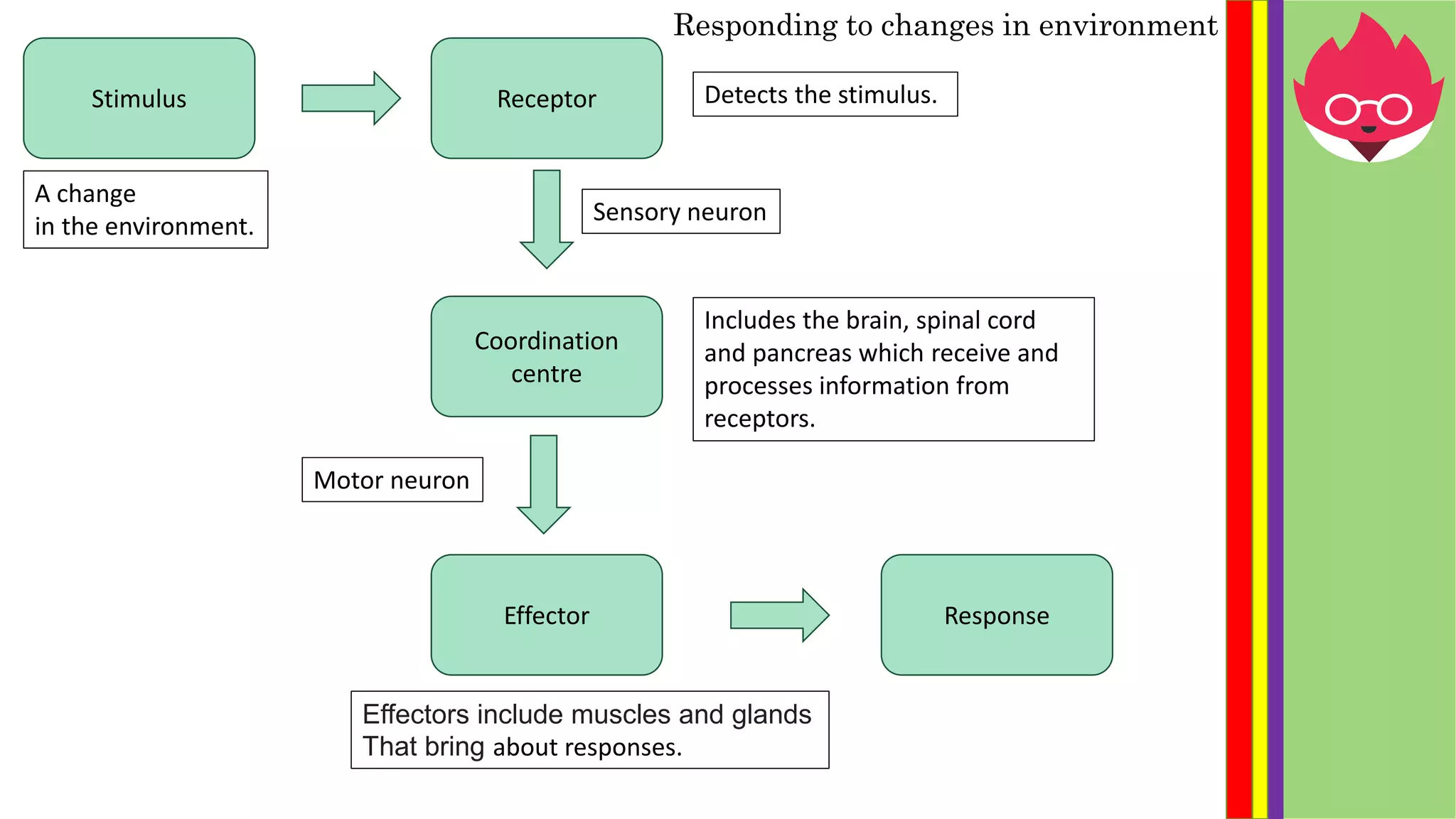 IGCSE Biology Edexcel (9-1)- Co-ordination and response (humans) | PPTX