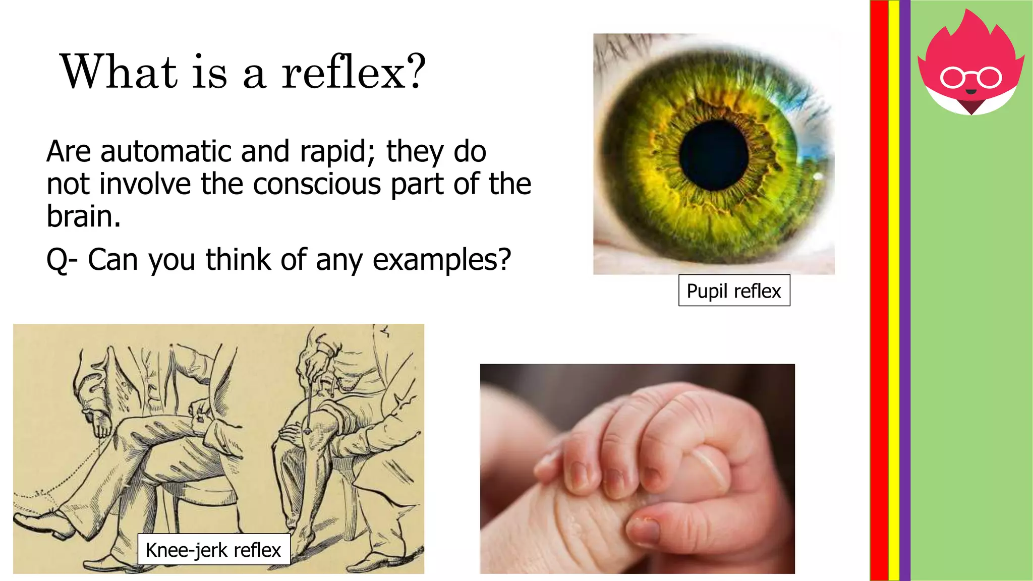 IGCSE Biology Edexcel (9-1)- Co-ordination and response (humans) | PPTX