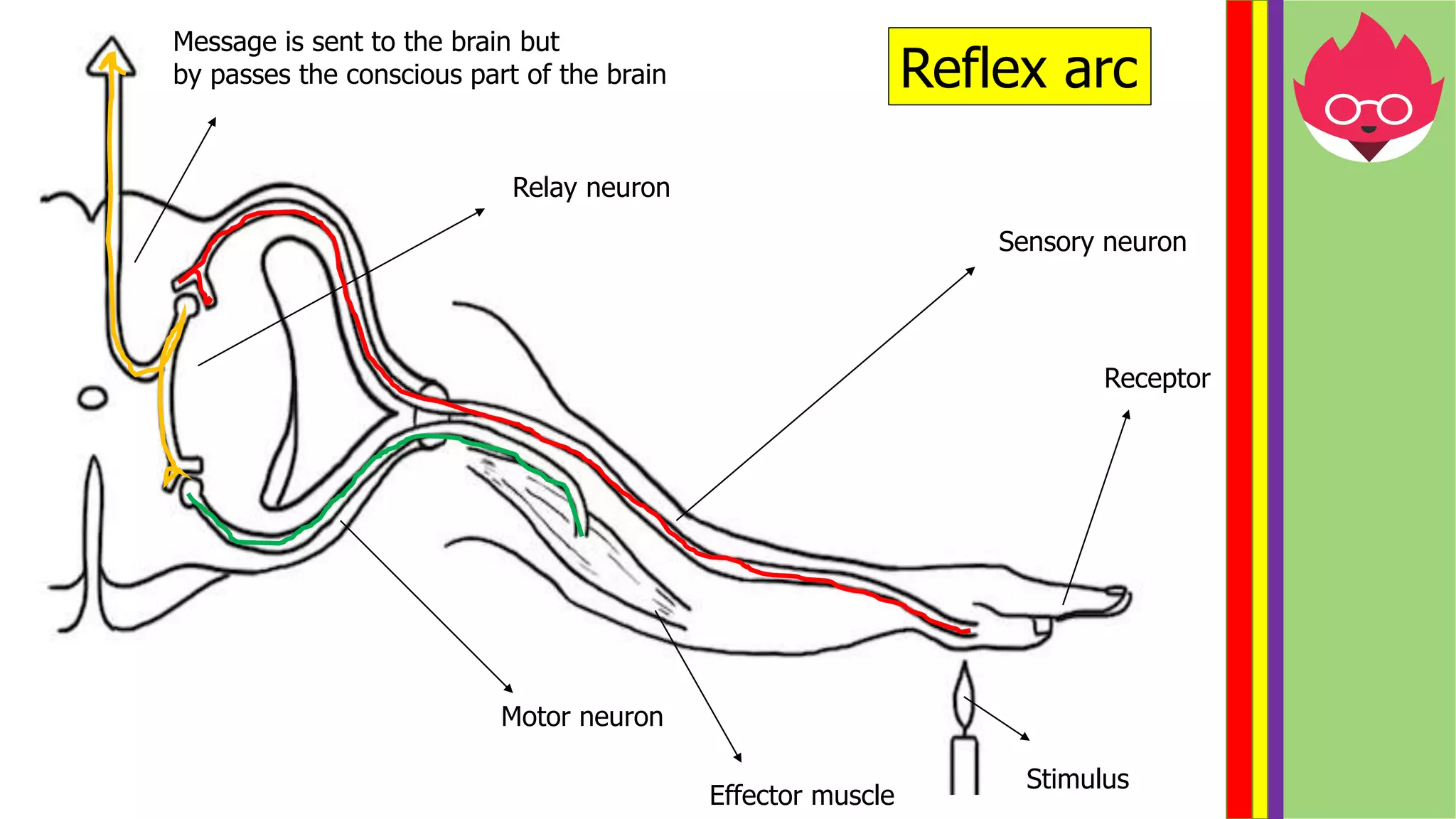 IGCSE Biology Edexcel (9-1)- Co-ordination and response (humans) | PPTX