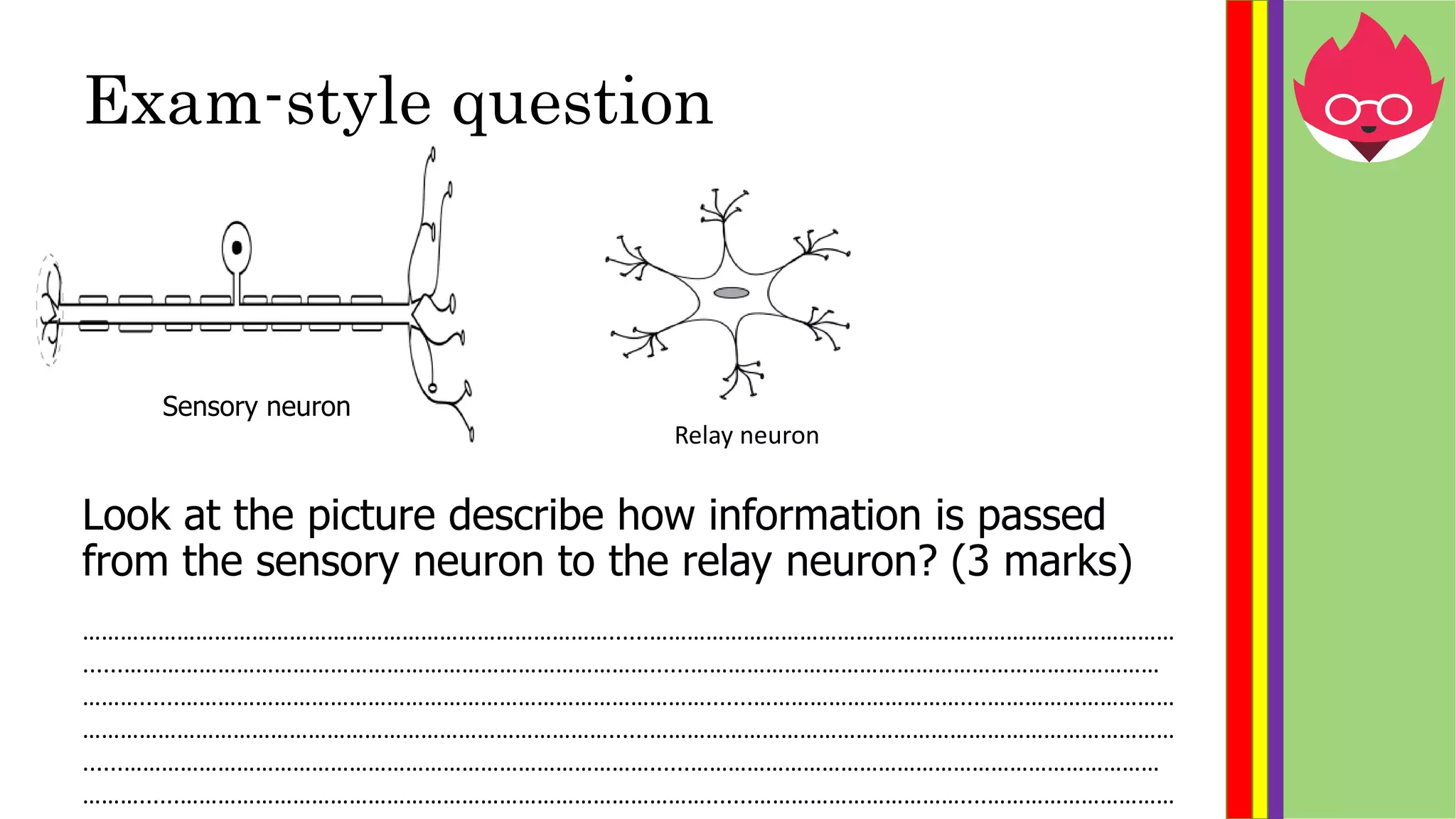 IGCSE Biology Edexcel (9-1)- Co-ordination and response (humans) | PPTX