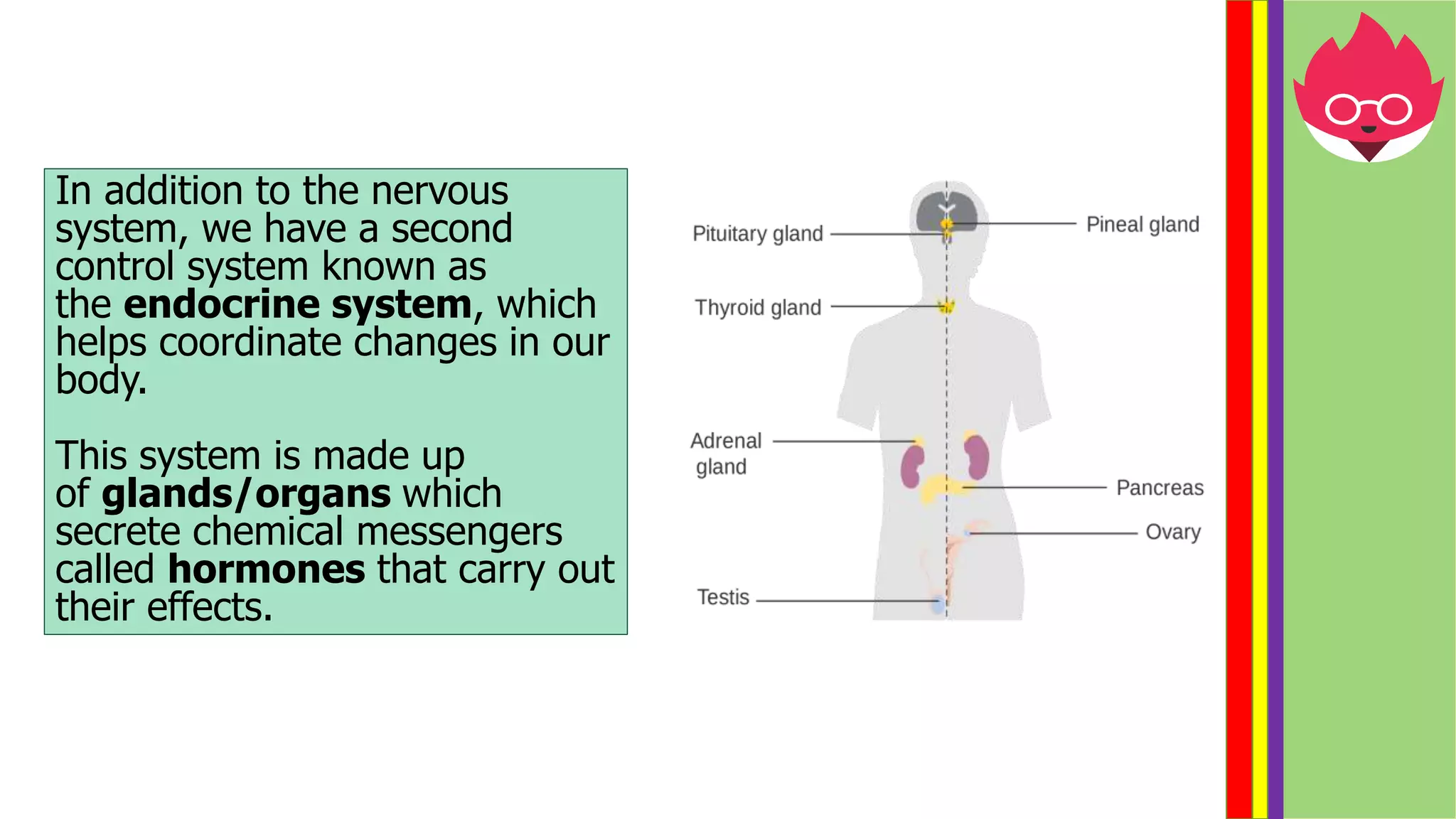 IGCSE Biology Edexcel (9-1)- Co-ordination and response (humans) | PPTX