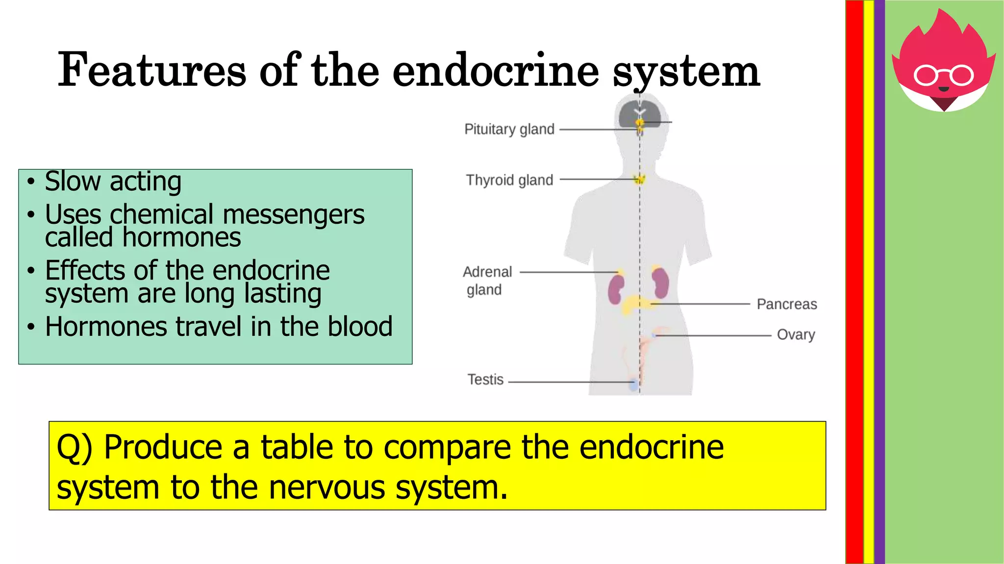 IGCSE Biology Edexcel (9-1)- Co-ordination and response (humans) | PPTX
