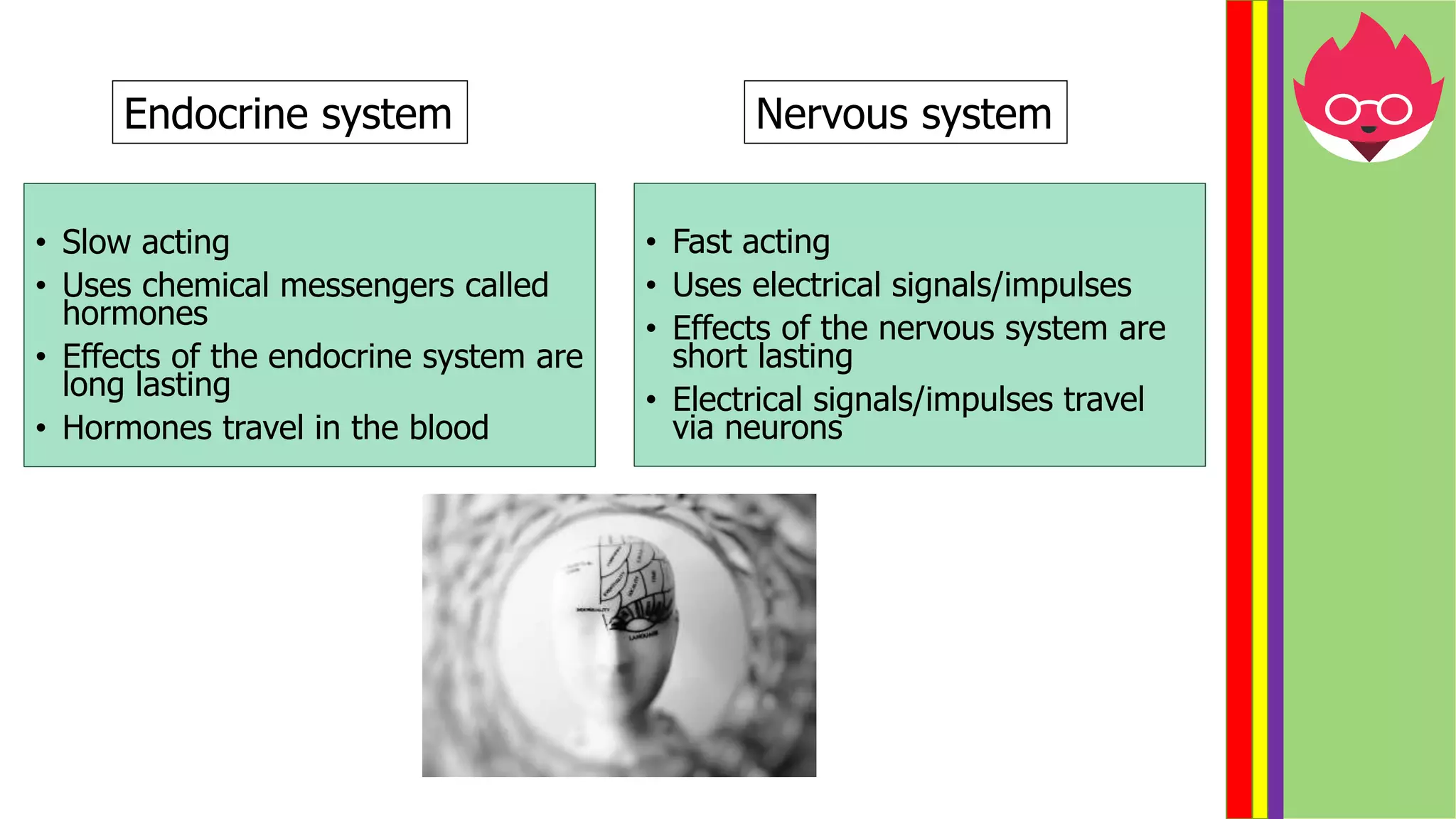 IGCSE Biology Edexcel (9-1)- Co-ordination and response (humans) | PPTX