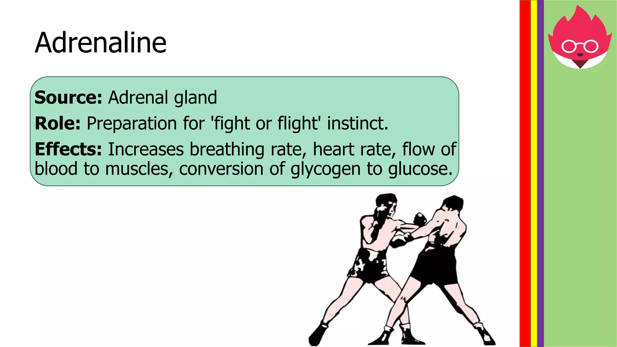 IGCSE Biology Edexcel (9-1)- Co-ordination and response (humans) | PPTX
