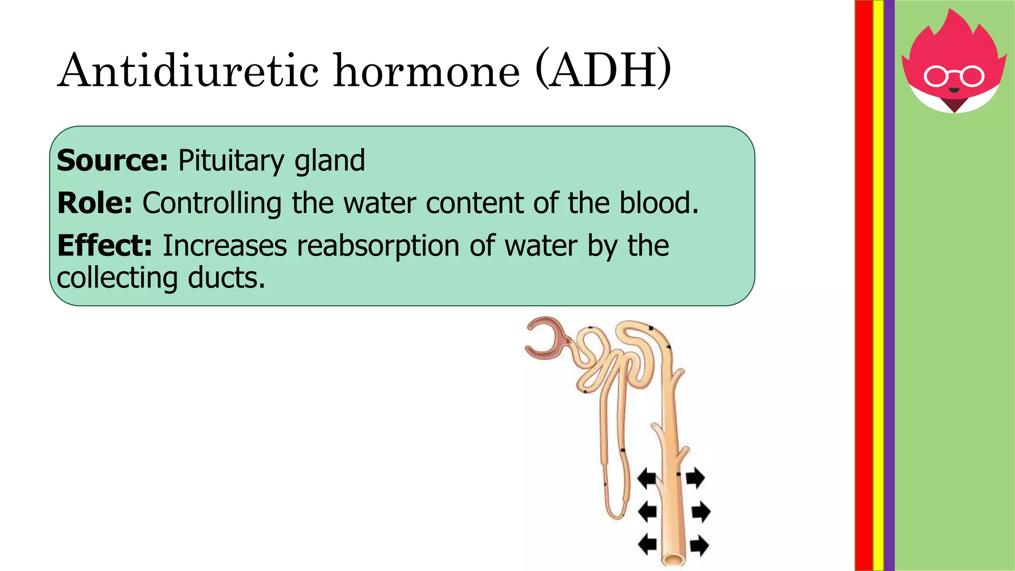 IGCSE Biology Edexcel (9-1)- Co-ordination and response (humans) | PPTX