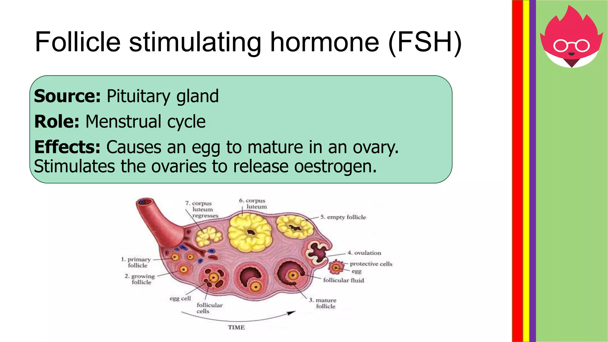 IGCSE Biology Edexcel (9-1)- Co-ordination and response (humans) | PPTX