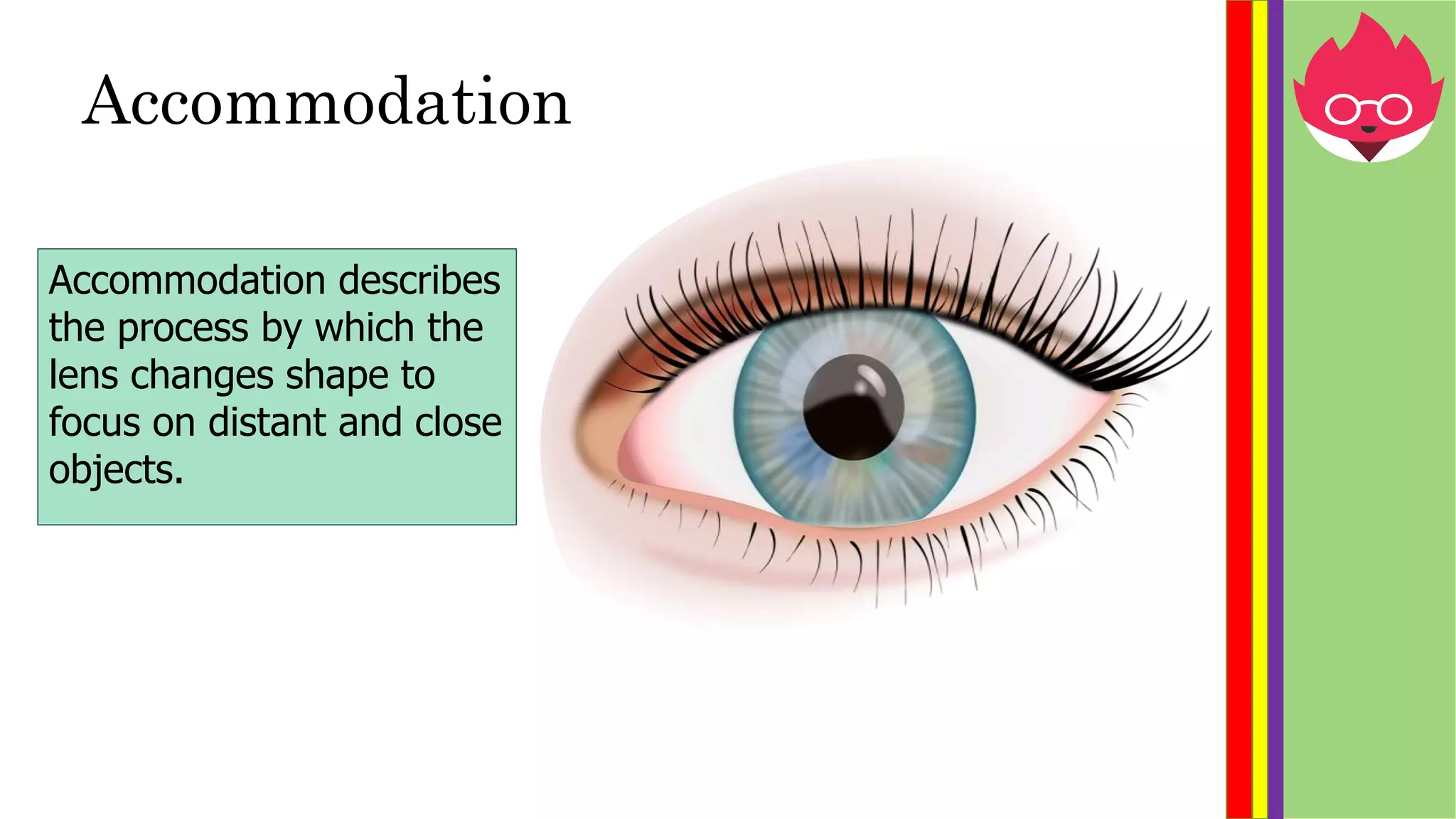 IGCSE Biology Edexcel (9-1)- Co-ordination and response (humans) | PPTX