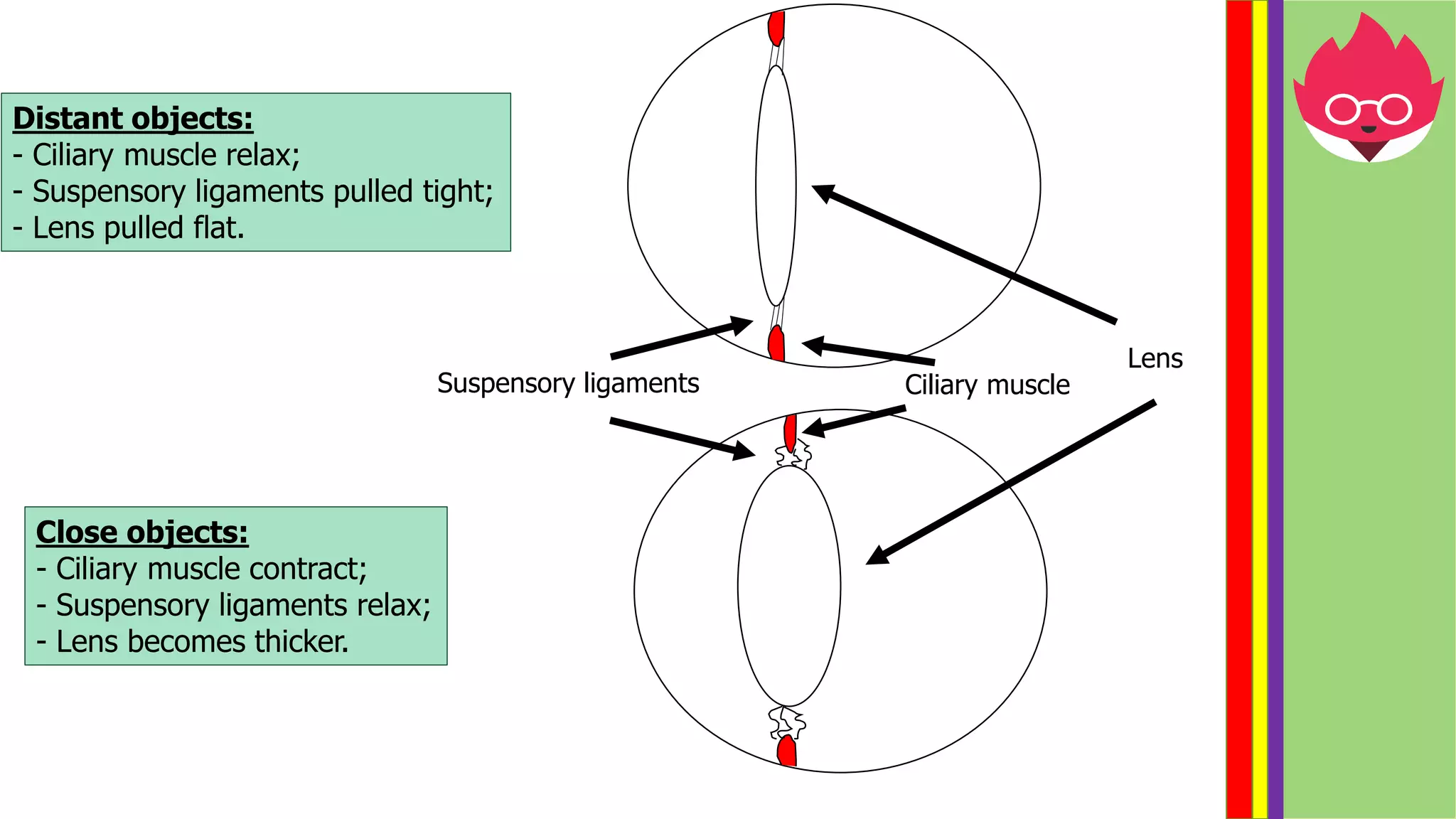 IGCSE Biology Edexcel (9-1)- Co-ordination and response (humans) | PPTX