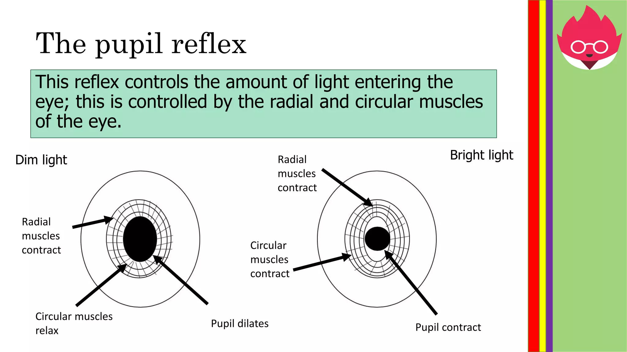 IGCSE Biology Edexcel (9-1)- Co-ordination and response (humans) | PPTX