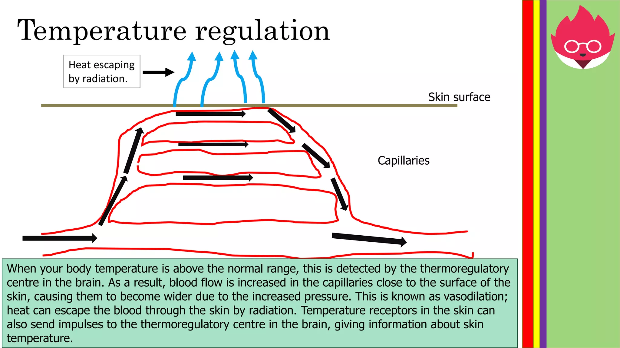 IGCSE Biology Edexcel (9-1)- Co-ordination and response (humans) | PPTX