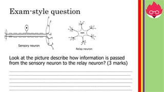 IGCSE Biology Edexcel (9-1)- Co-ordination and response (humans) | PPTX