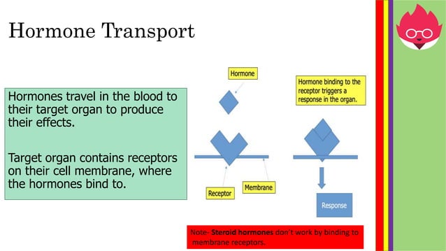IGCSE Biology Edexcel (9-1)- Co-ordination and response (humans) | PPTX ...