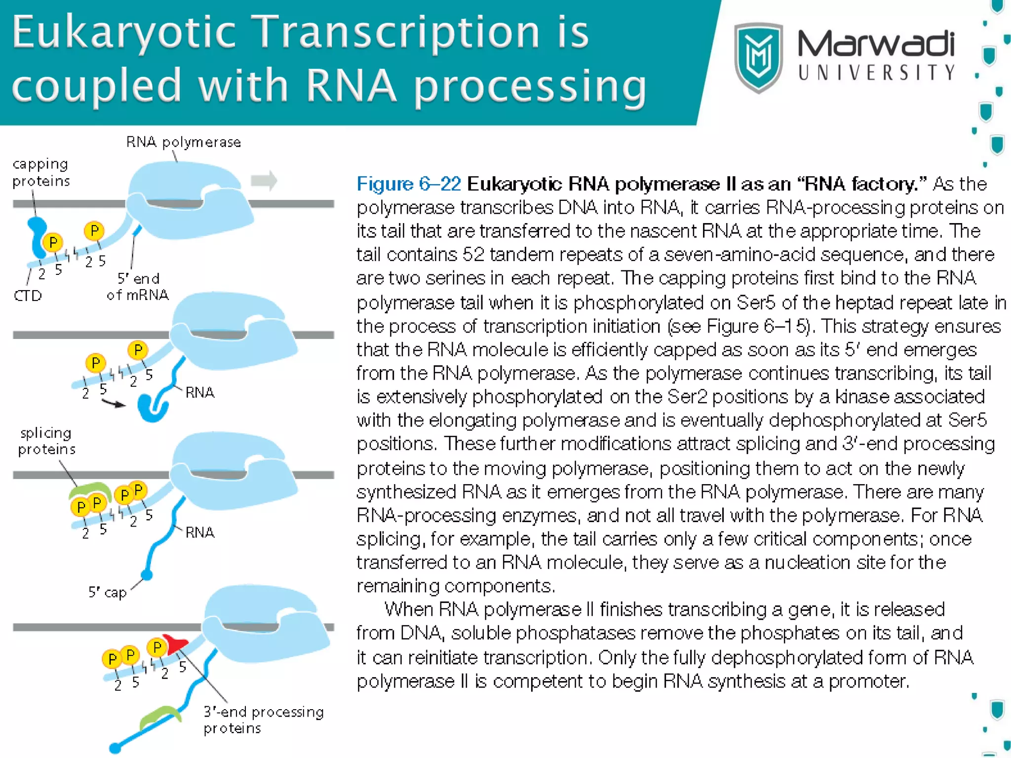 Post-Transcriptional Modification of Eukaryotic mRNA | PDF