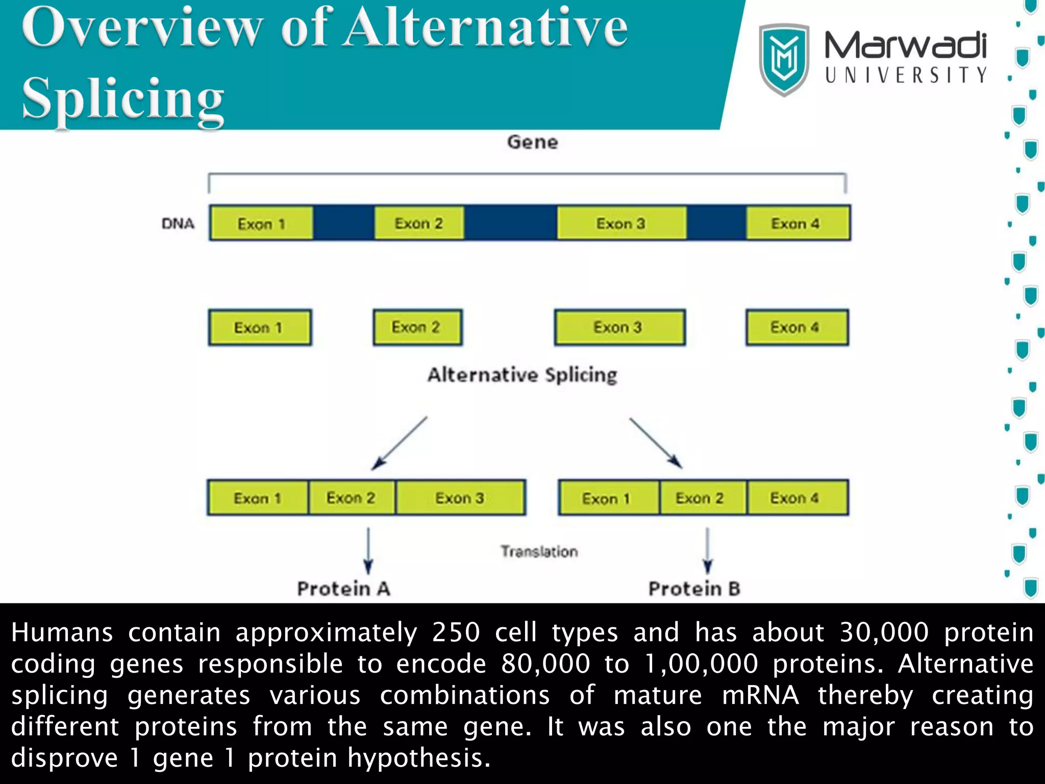 Post-Transcriptional Modification of Eukaryotic mRNA | PDF
