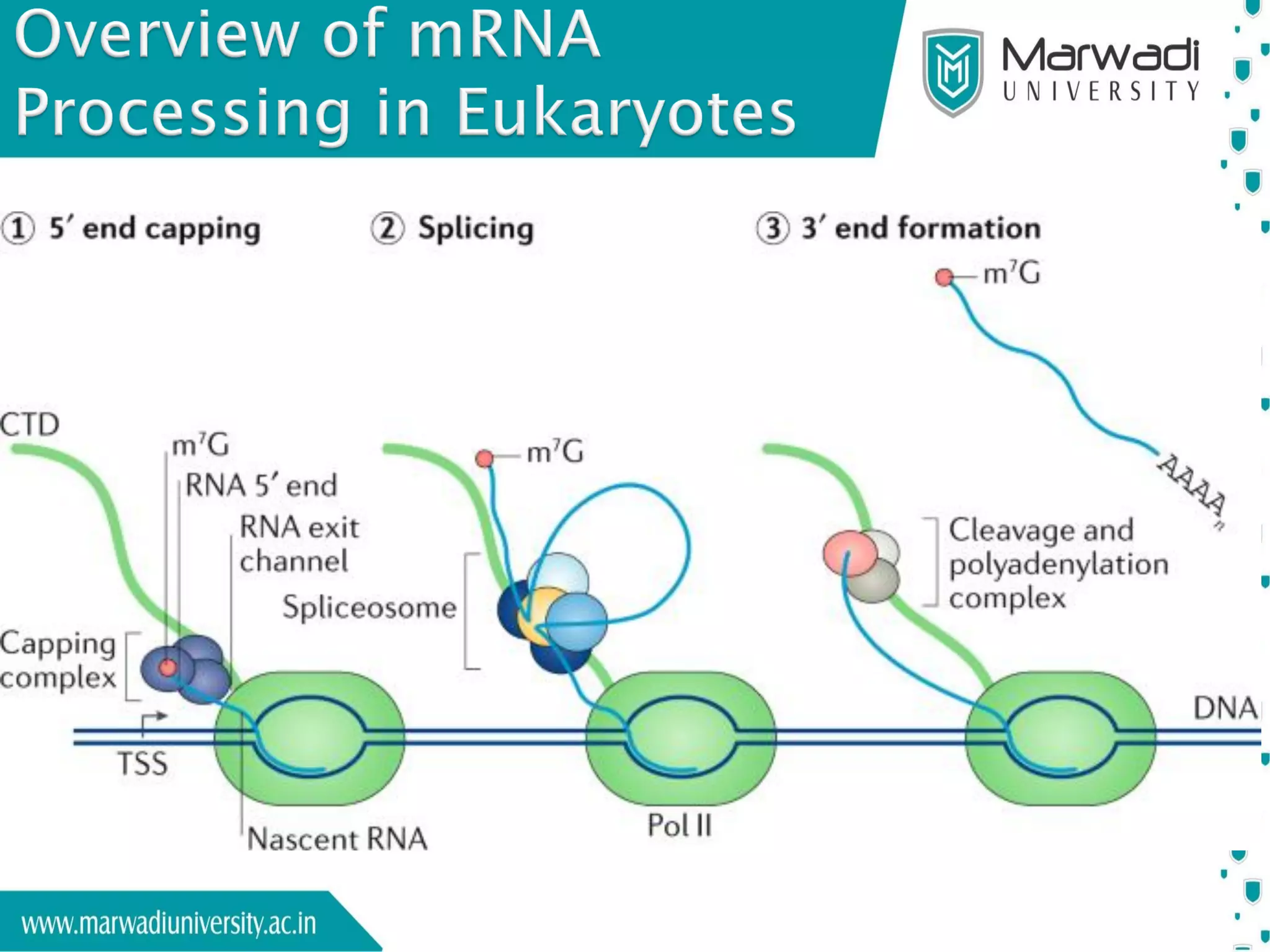 Post-Transcriptional Modification of Eukaryotic mRNA | PDF