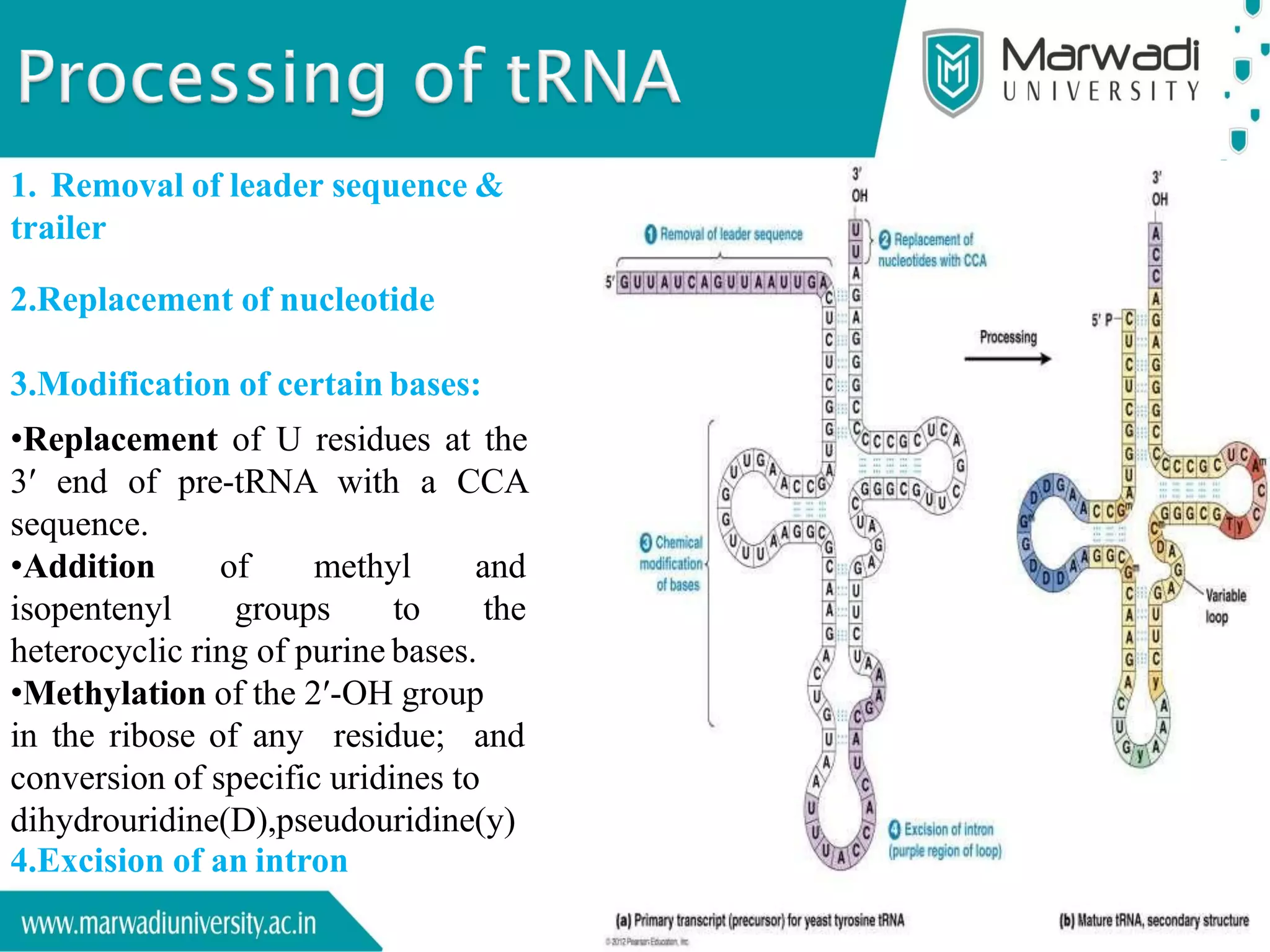 Post-Transcriptional Modification of Eukaryotic mRNA | PDF