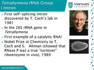 Post-Transcriptional Modification of Eukaryotic mRNA | PDF