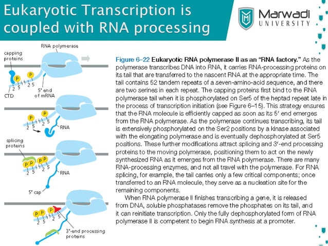 Post-Transcriptional Modification of Eukaryotic mRNA | PDF